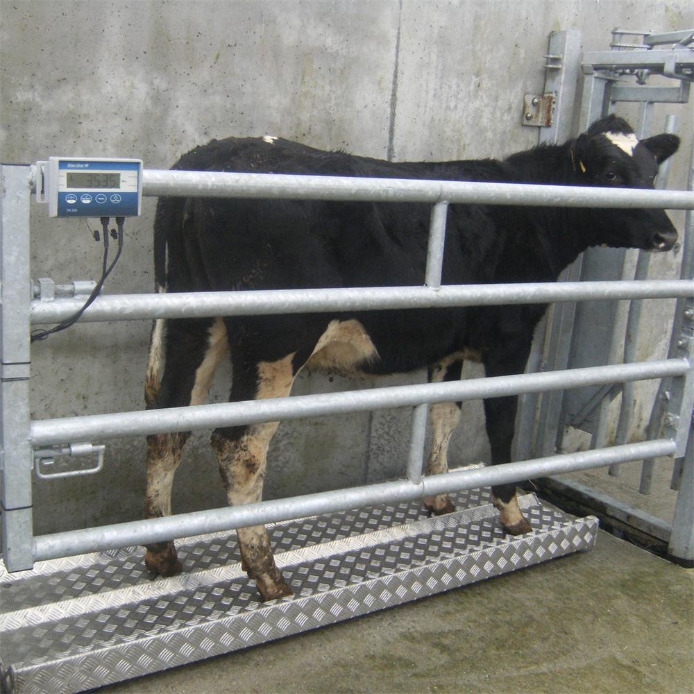 O'NEILL DIGI STAR CATTLE WEIGHING SCALES | Maddens of Lerhin | Galway