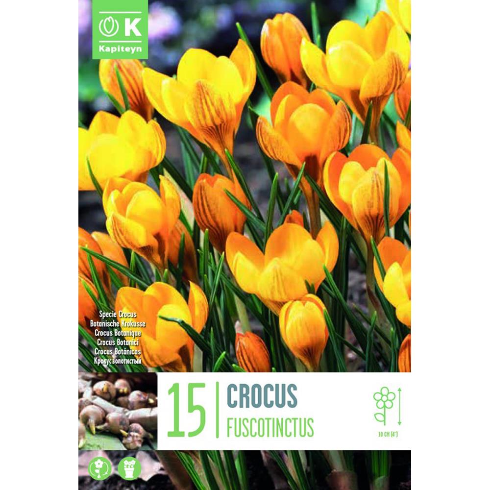 CROCUS SPECIE FUSCOTINCTUS | Clonmel Garden Centre | Ireland