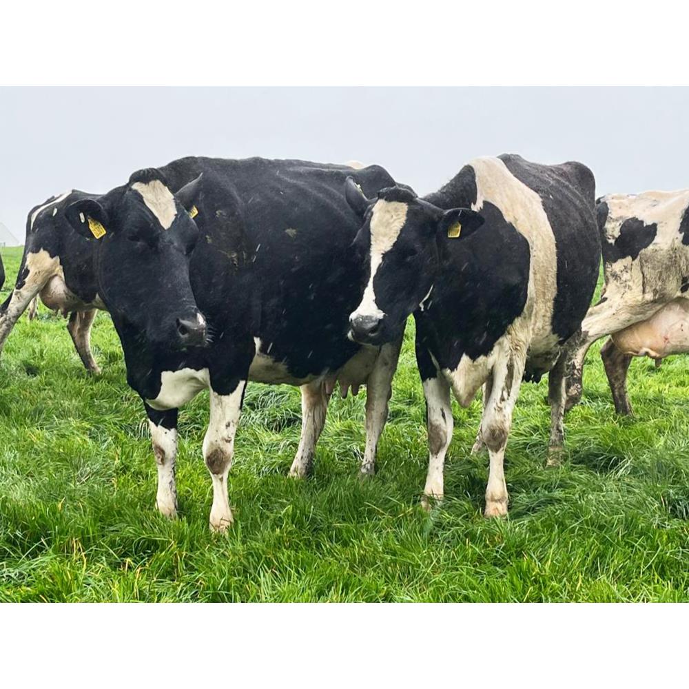 25 Spring Calved Cows & Already Served - IRL | grasstecshop.com