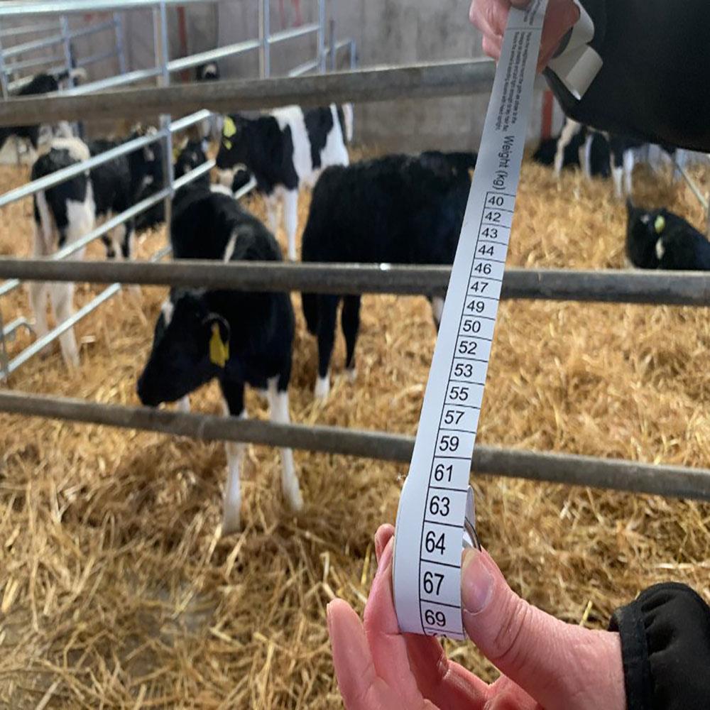 Calf Weigh Band | grasstecshop.com