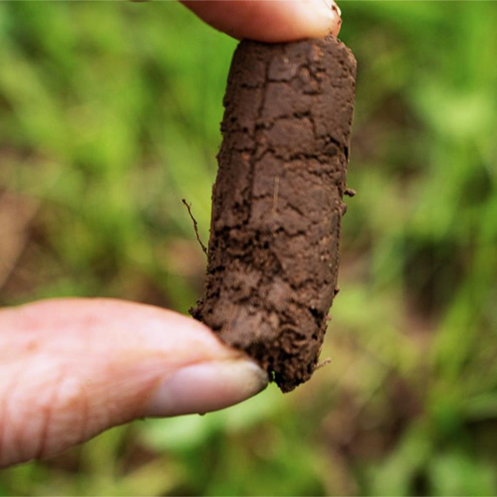 Stainless Steel Soil Sampler