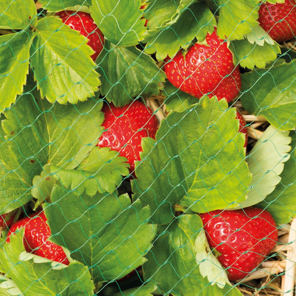 GI Protective Fruit & Crop Netting | Your Home and Garden