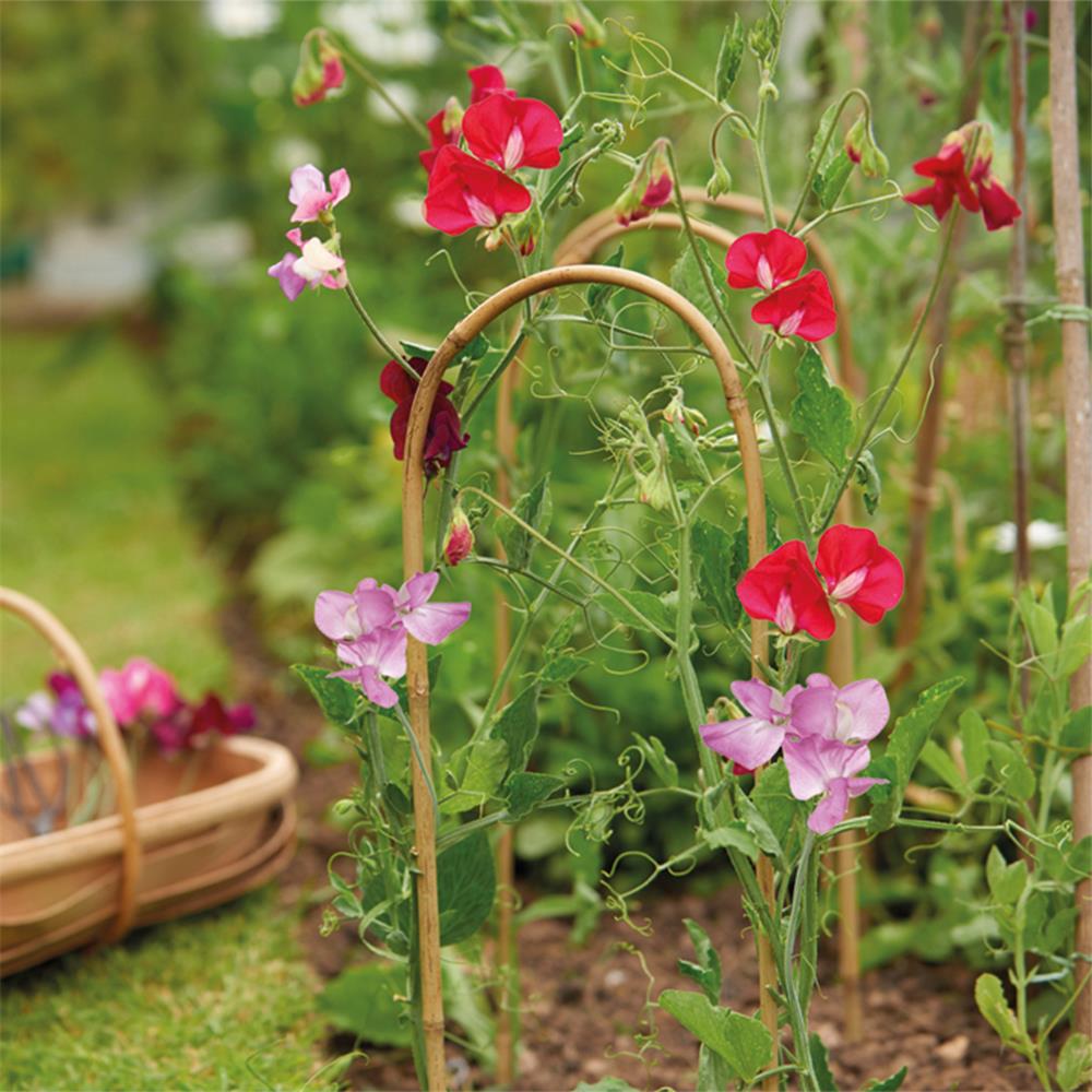 Gardman Bamboo Hoops 90cm | ecostore.ie Ireland