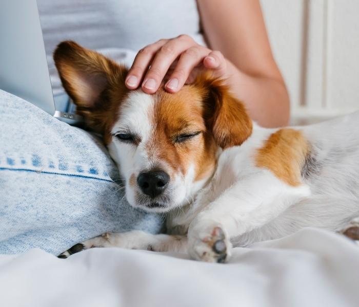 Caring For Your Dog Pets.ie | Ireland
