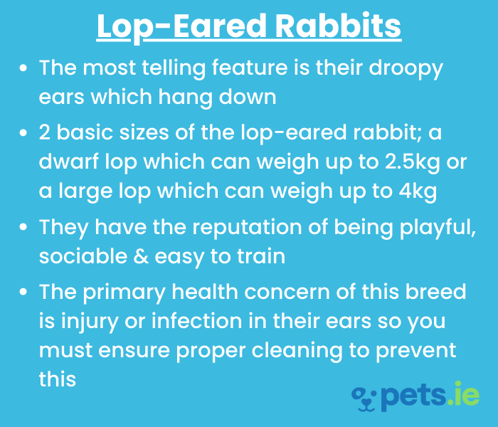 Lop-Eared Rabbits Pets.ie | Ireland